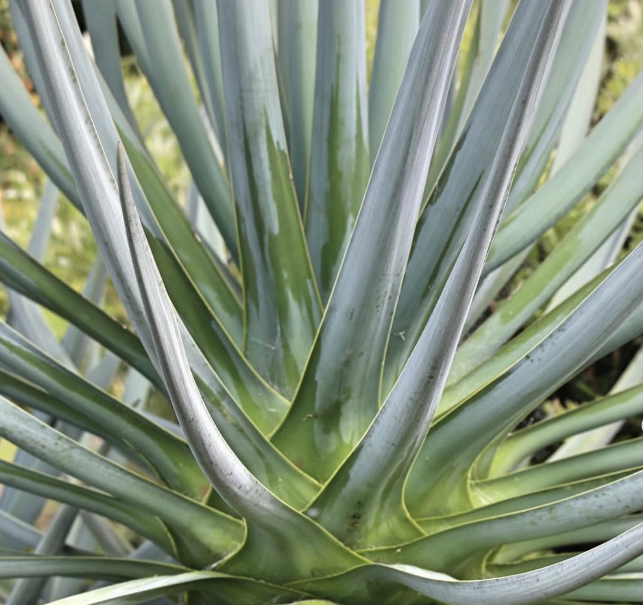 Furcraea bedinghausii | World Plants | Shop Unique Botanicals
